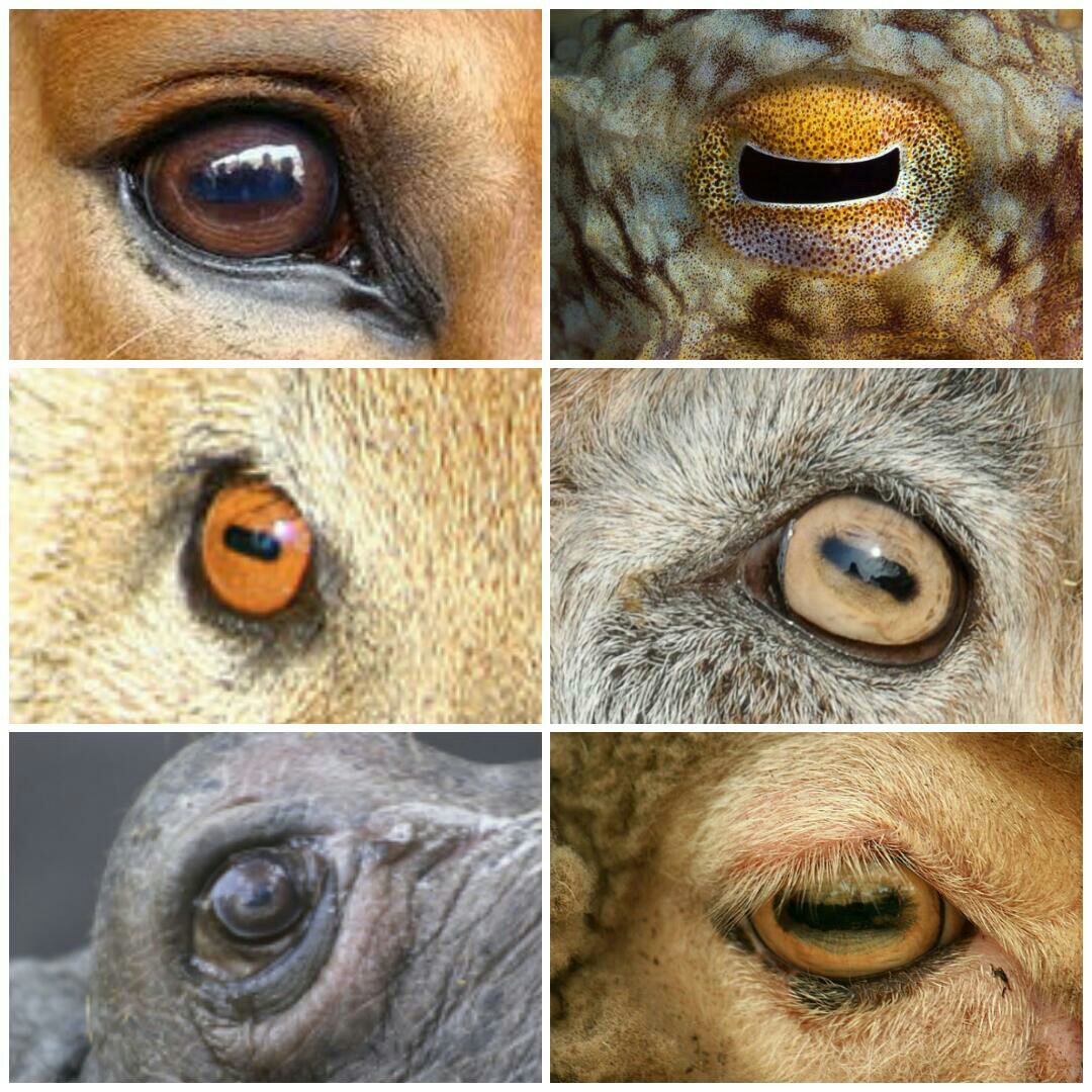 Why do goats have those weird rectangular pupils? – The Growing Hale