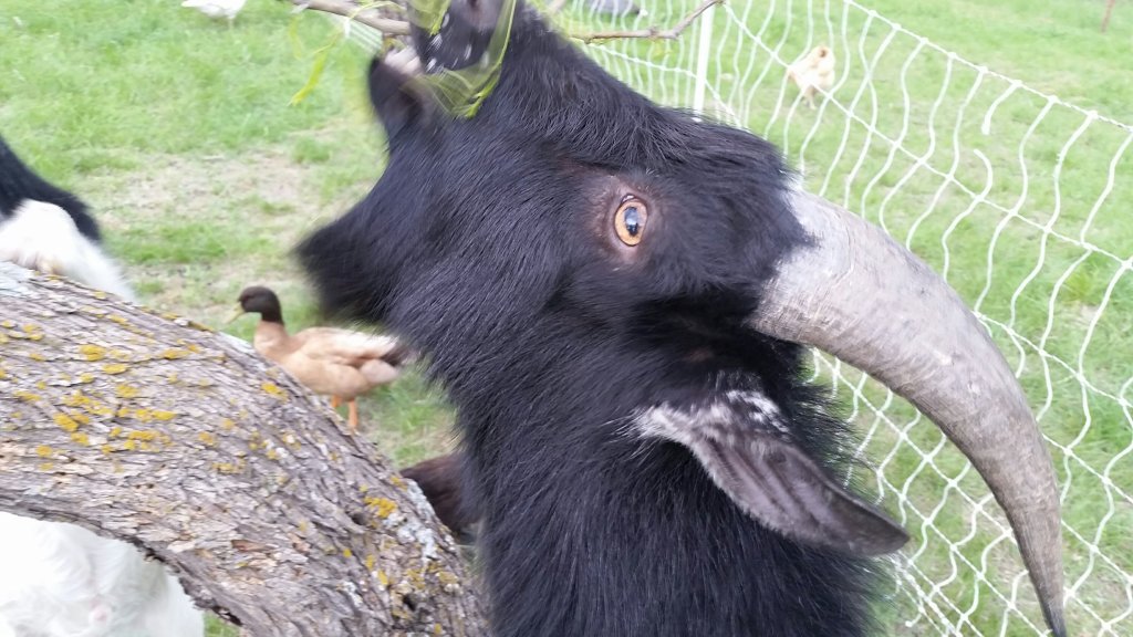 Why do goats have those weird rectangular pupils? – The Growing Hale